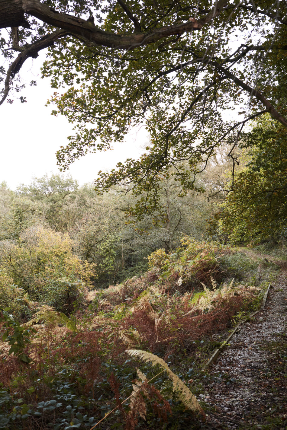 For Sale: Swettenham Road, Congleton, Cheshire | The Modern House